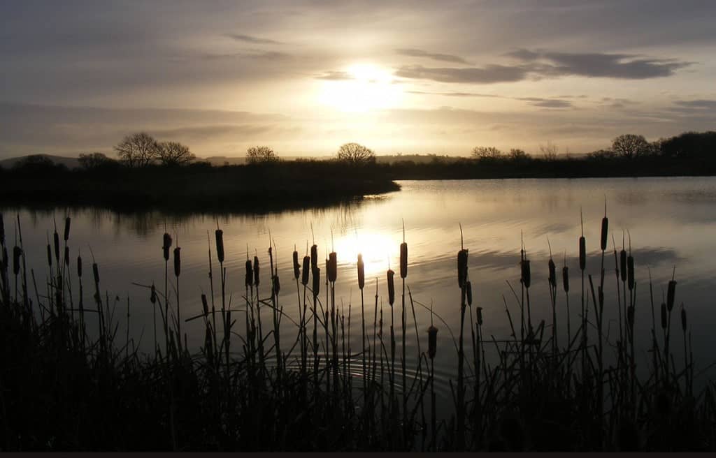 Todber Manor Fishing Lakes | Carp & Catfish Lakes In Dorset | King John Inn