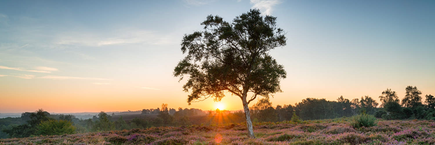 A Visitor's Guide To The New Forest National Park | Visit Hampshire ...